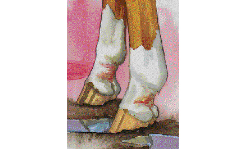 Mok - Penny - Het paarden striptijdschrift voor de échte paardengek!