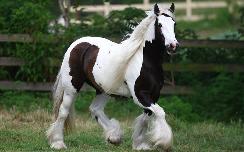 Tinker - Penny - Het paarden striptijdschrift voor de échte paardengek!